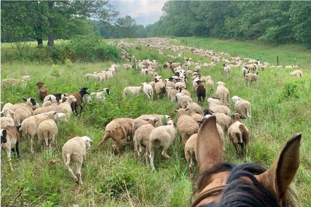 Becker Farms - Farm Hounds