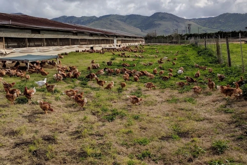 Pitman Family Farms - Farm Hounds